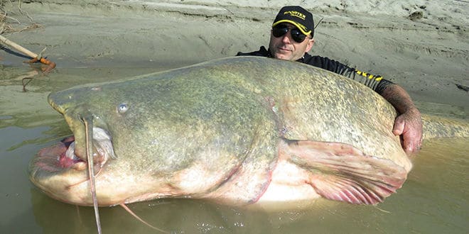 Le Silure Monstre Des Profondeurs Ou Poisson Mythique 1max2peche Le Silure Monstre Des Profondeurs Ou Poisson Mythique 1max2peche