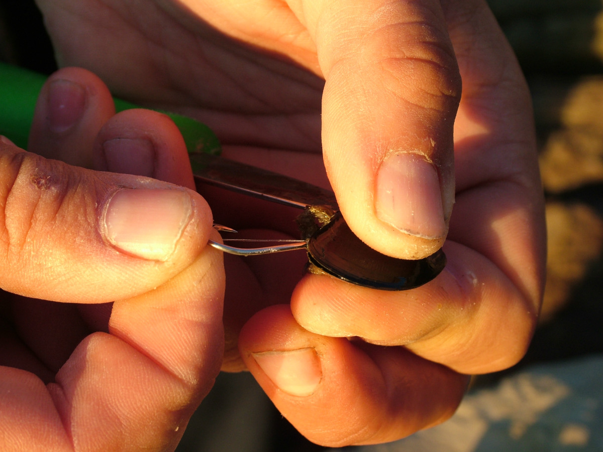 Comment pêcher la daurade à la moule : une technique efficace