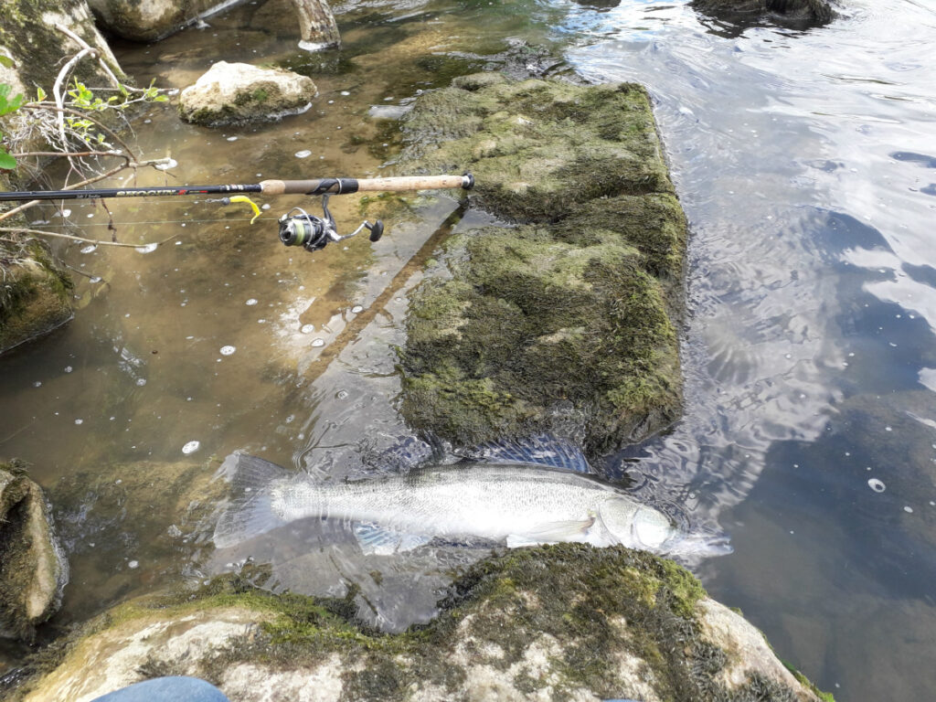 Comment réussir à pêcher le sandre en plein courant ? – 1max2peche