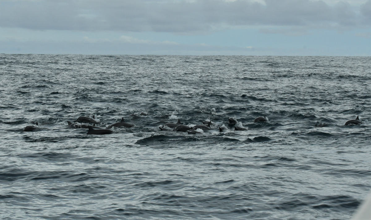 Pêche du poisson-coq au Costa Rica : le paradis du pêcheur