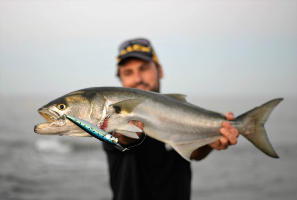 Pêche du tassergal au leurre en mer méditerranée
