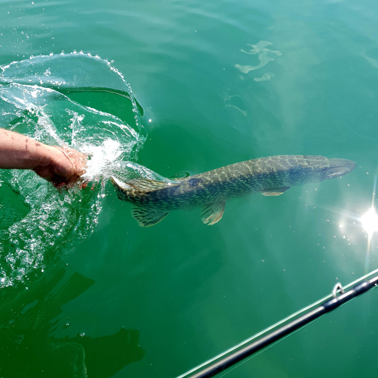 Comment choisir le bon poissons nageur pour la pêche