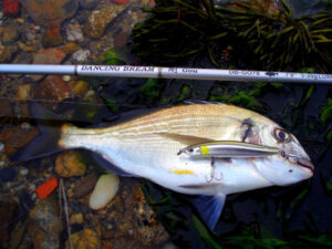 Comment pêcher la daurade royale aux leurres