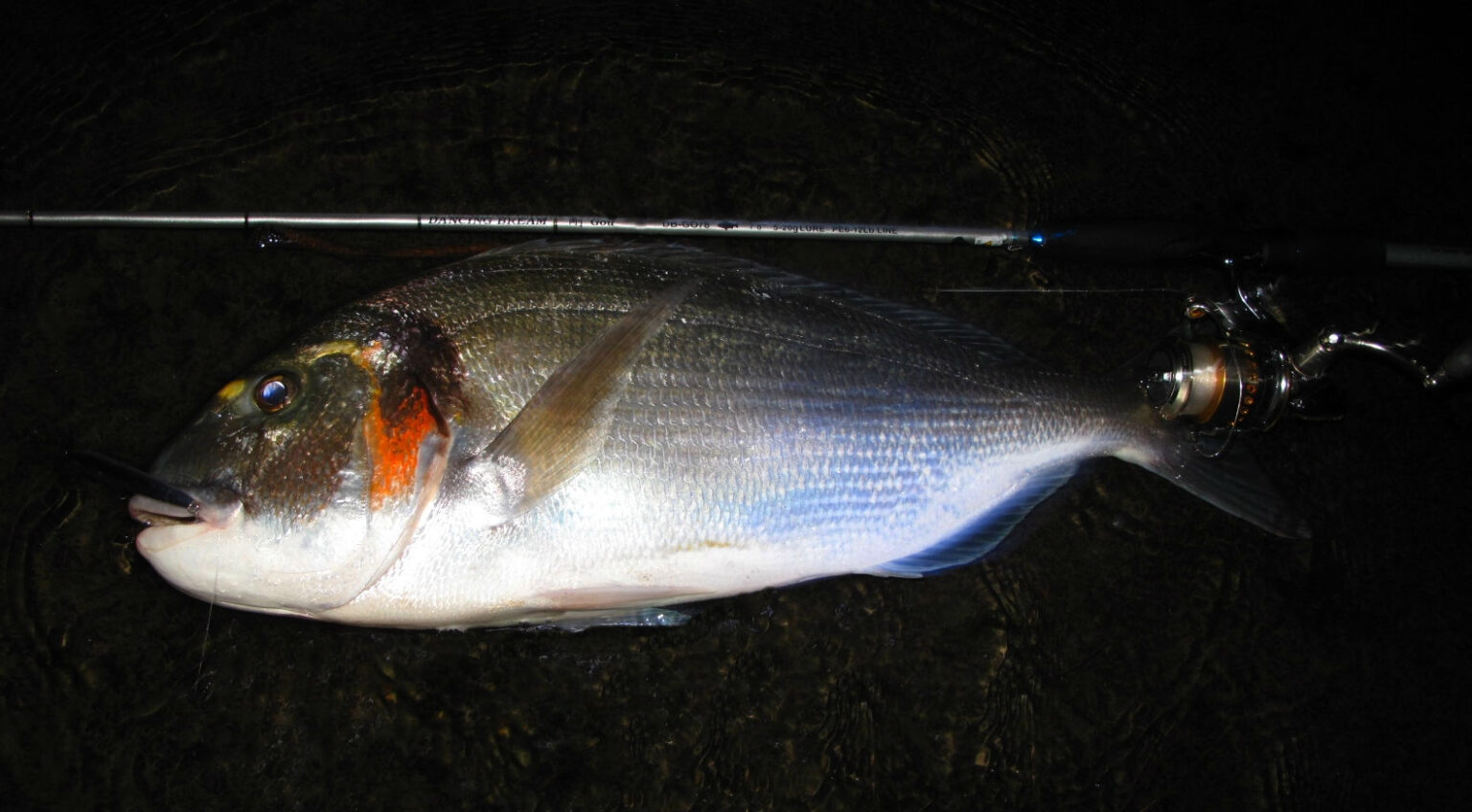 Comment pêcher la daurade royale aux leurres