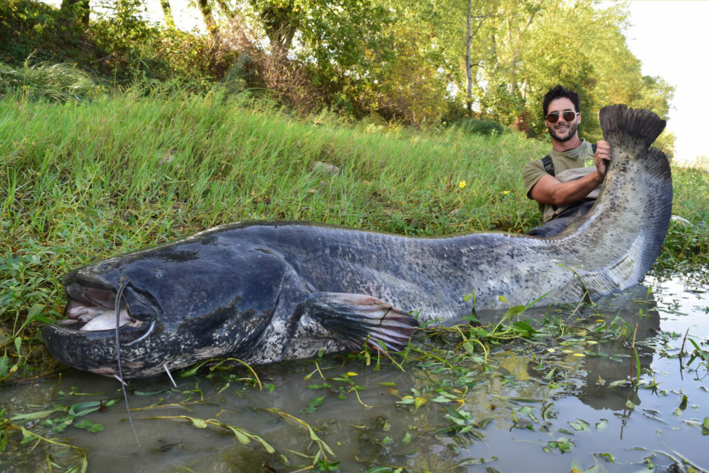 Conseils d'experts pour manipuler les gros silures